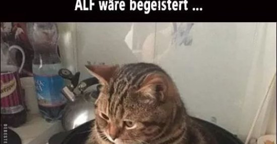 ALF wäre begeistert... | Lustige Bilder, Sprüche, Witze, echt lustig