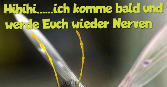 Hihihi........ Ich komme bald und werde Euch wieder nerven. - DEBESTE.de
