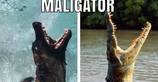 Maligator.. | Lustige Bilder, Sprüche, Witze, echt lustig