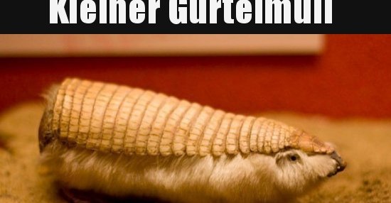 Kleiner Gürtelmull.. | Lustige Bilder, Sprüche, Witze, echt lustig
