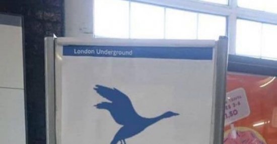 Level 5 Goose Warning - DEBESTE.de