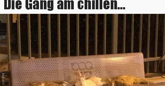 Die Gang am chillen... | Lustige Bilder, Sprüche, Witze, echt lustig