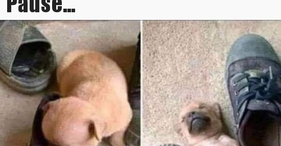 Pause .. | Lustige Bilder, Sprüche, Witze, echt lustig