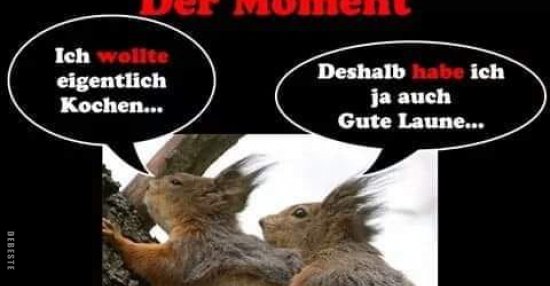 Ich wollte eigentlich Kochen... | Lustige Bilder, Sprüche, Witze, echt ...