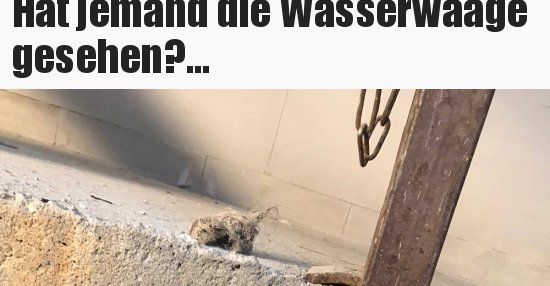 Hat jemand die Wasserwaage gesehen?... | Lustige Bilder, Sprüche, Witze ...