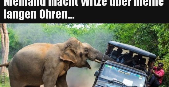 Niemand macht Witze über meine langen Ohren... | Lustige Bilder ...