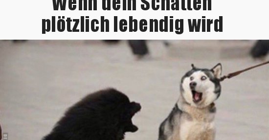 Wenn dein Schatten plötzlich lebendig wird.. | Lustige Bilder, Sprüche ...