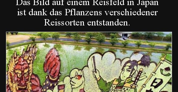 Das Bild auf einem Reisfeld in Japan ist dank das Pflanzens.. | Lustige ...