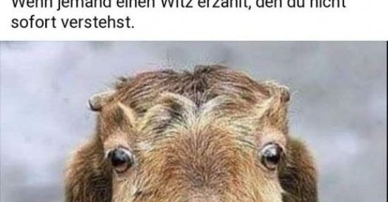 Wenn jemand einen Witz erzählt, den du nicht sofort verstehst. - DEBESTE.de