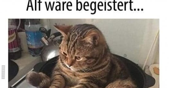 Alf wäre begeistert... | Lustige Bilder, Sprüche, Witze, echt lustig