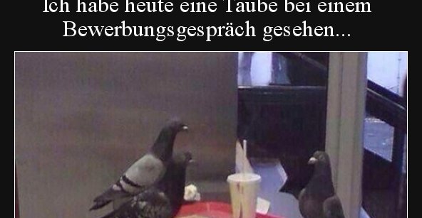 Ich habe heute eine Taube bei einem Bewerbungsgespräch.. | Lustige ...