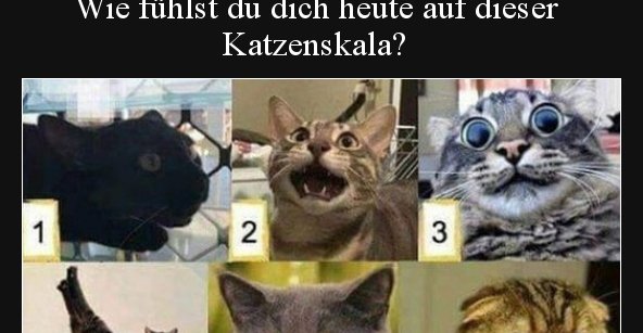 Wie fühlst du dich heute auf dieser Katzenskala? Ich bin normalerweise ...