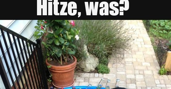 Hitze, was?.. | Lustige Bilder, Sprüche, Witze, echt lustig