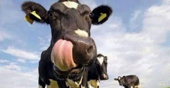 Die wahrscheinlichkeit von einer Kuh getötet zu werden.. | Lustige ...