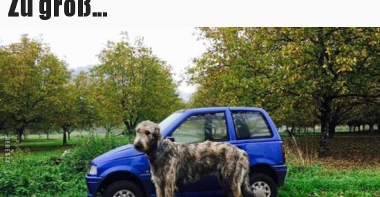 Zu groß... | Lustige Bilder, Sprüche, Witze, echt lustig