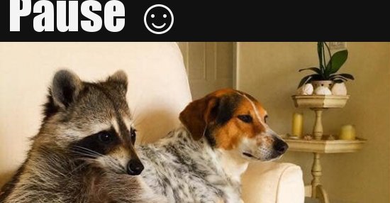 Pause ☺ | Lustige Bilder, Sprüche, Witze, echt lustig