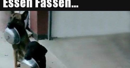 Essen Fassen... | Lustige Bilder, Sprüche, Witze, echt lustig