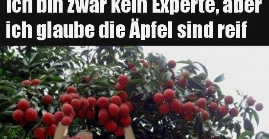 Ich bin zwar kein Experte, aber ich glaube die Äpfel sind.. | Lustige ...