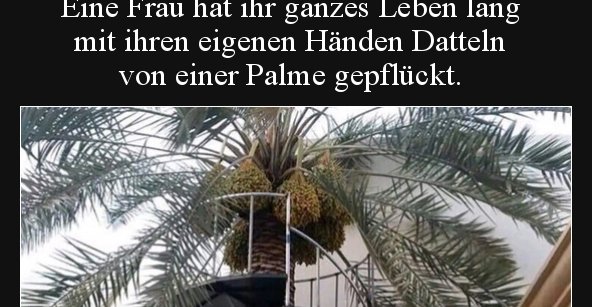 Eine Frau hat ihr ganzes Leben lang mit ihren eigenen Händen Datteln von einer Palme gepflückt ...