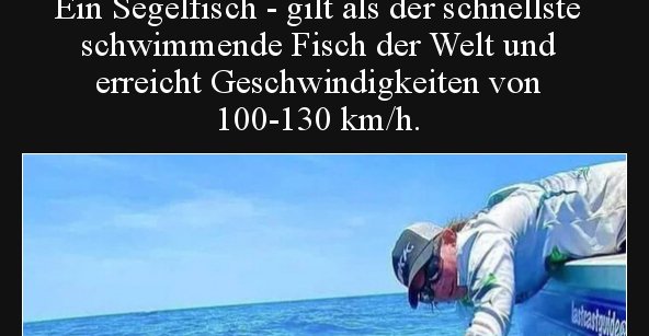 Ein Segelfisch - gilt als der schnellste schwimmende Fisch der Welt und ...
