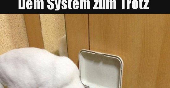 Dem System zum Trotz.. | Lustige Bilder, Sprüche, Witze, echt lustig