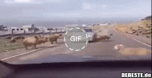 Wenn 2 sich streiten, geht man nicht dazwischen.. | Lustige Bilder ...