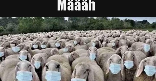 Määäh ...endlich Masken-Pflicht... | Lustige Bilder, Sprüche, Witze ...