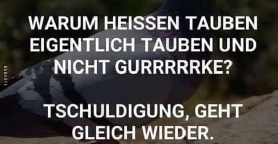 Warum heissen Tauben eigentlich Tauben und nicht.. | Lustige Bilder ...