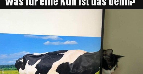 Was für eine Kuh ist das denn?.. | Lustige Bilder, Sprüche, Witze, echt ...