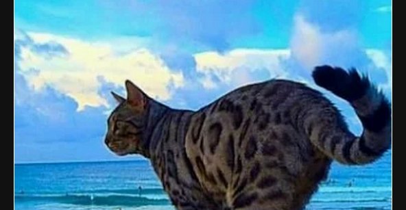 Ich bin jetzt der Herr des Strandes!.. | Lustige Bilder, Sprüche, Witze ...