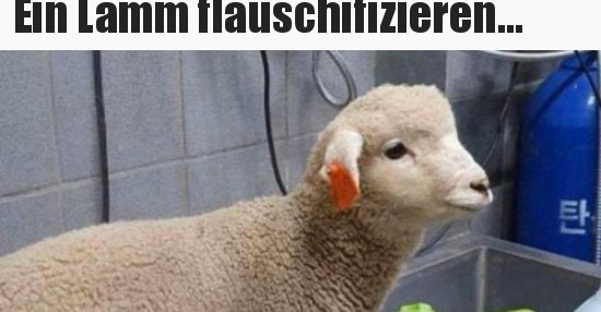 Ein Lamm flauschifizieren... | Lustige Bilder, Sprüche, Witze, echt lustig