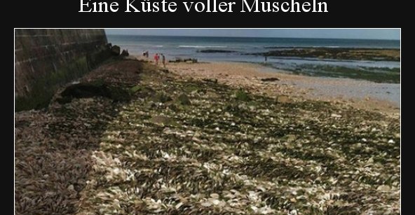 Eine Küste voller Muscheln.. | Lustige Bilder, Sprüche, Witze, echt lustig