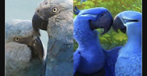 Eine gute Nachricht: Die blauen Ara-Papageien sind in die ...