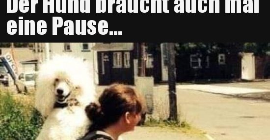 Der Hund braucht auch mal eine Pause... | Lustige Bilder, Sprüche ...