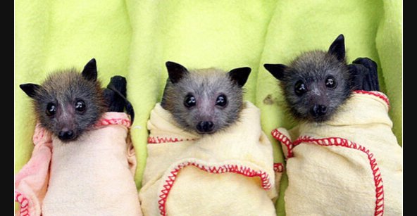 In Australien gibt es ein Fledermauswaisenhaus, in dem sich Freiwillige ...