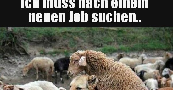 Ich muss nach einem neuen Job suchen.. | Lustige Bilder, Sprüche, Witze ...