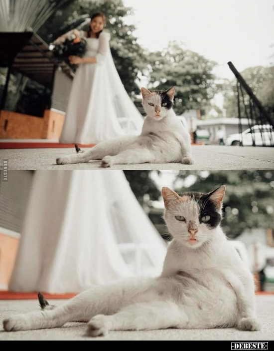 2790 lustige Bilder Katzen - Seite (250) - DEBESTE.de