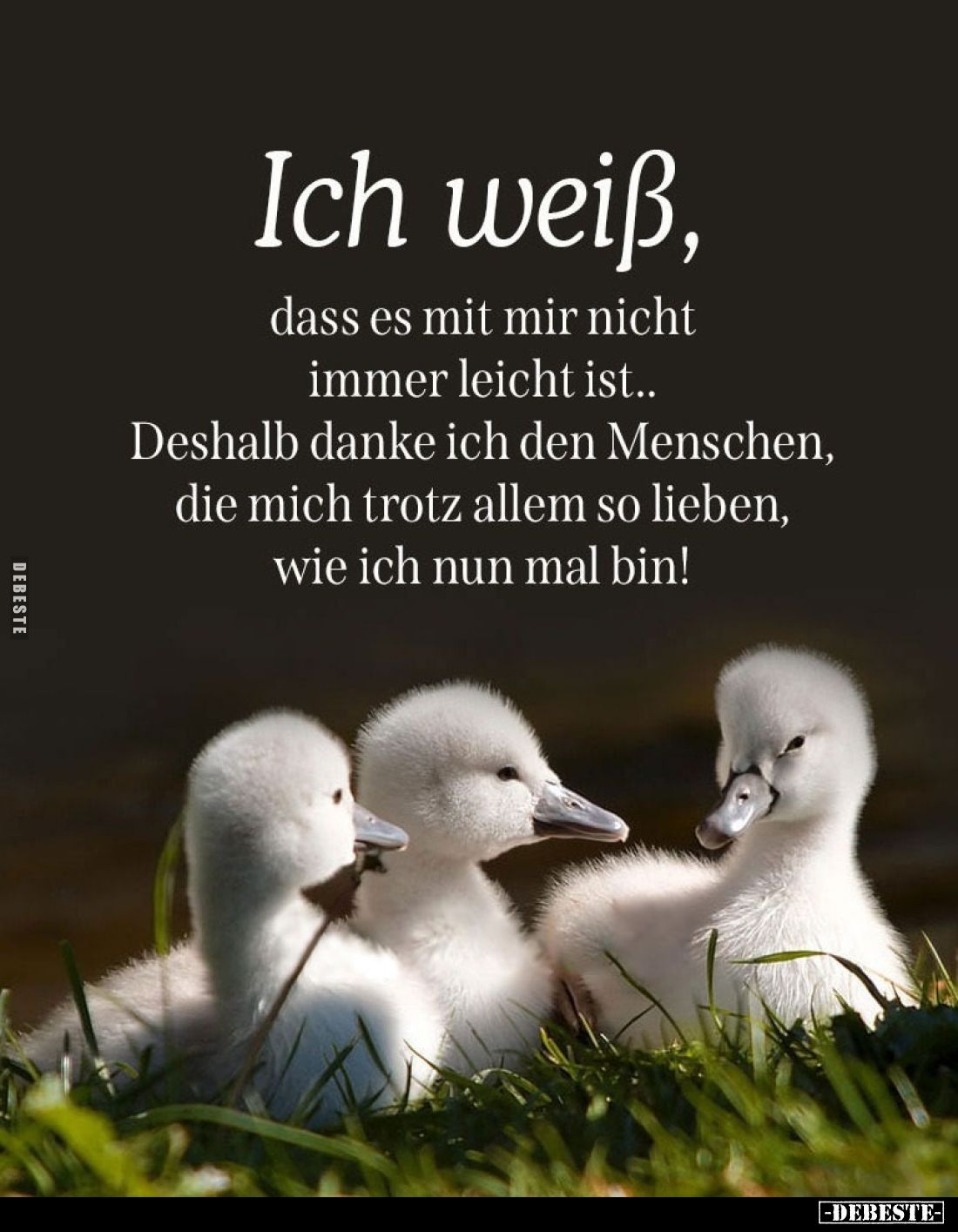 Neue Bilder und Memes - Danke - lustig, kostenlos - DEBESTE.de