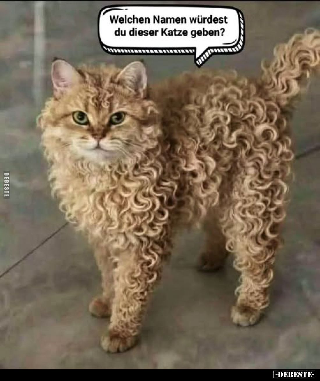 Welchen Namen würdest du dieser Katze geben? - DEBESTE.de